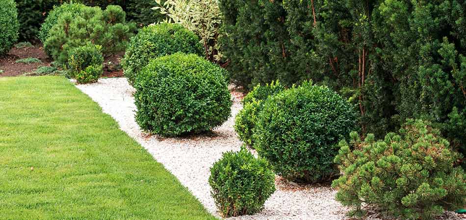 Shrub & Tree Health Services in Spokane, Spokane Valley, & Liberty Lake ...